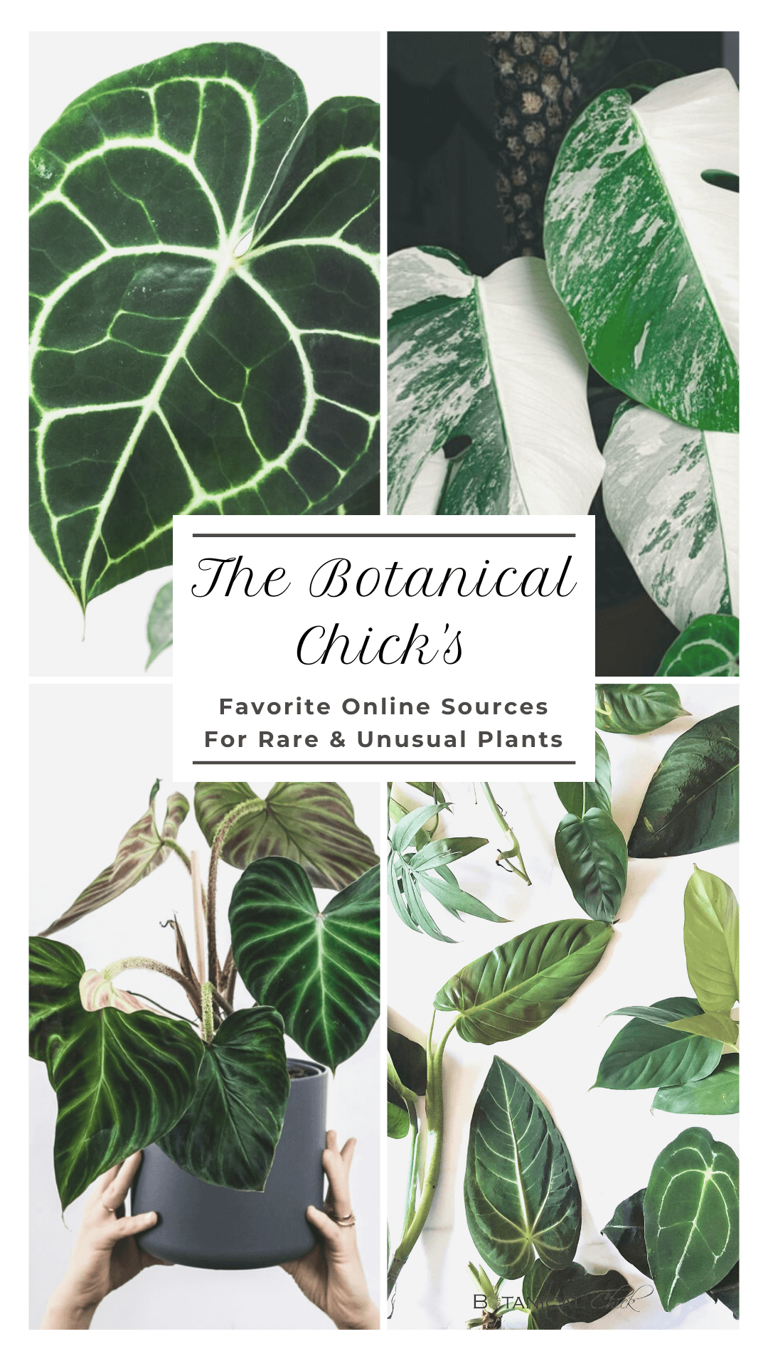 The Botanical Chick's Favorite Online Sources For Rare and Unusual ...