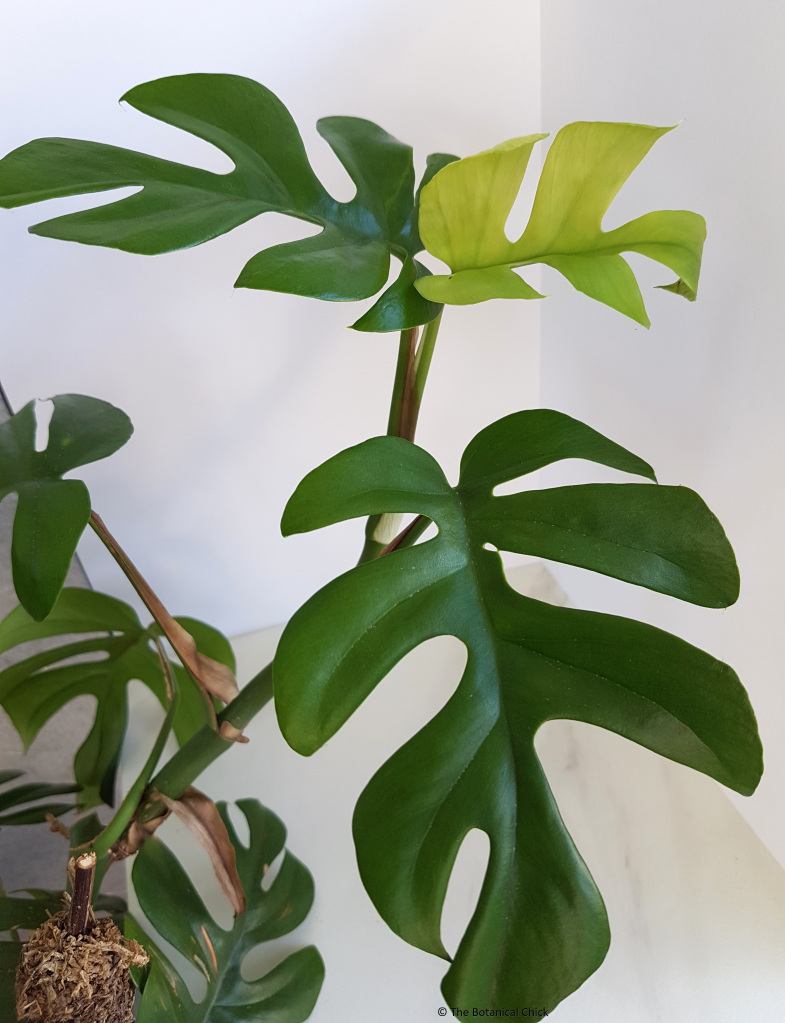 Botanical Highlight: Rhaphidophora tetrasperma Care - Botanical Chick
